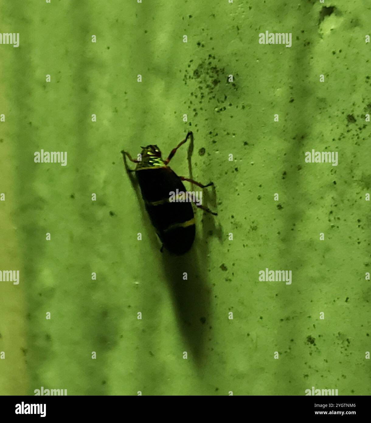 Two-lined Spittlebug (Prosapia bicincta Stock Photo - Alamy