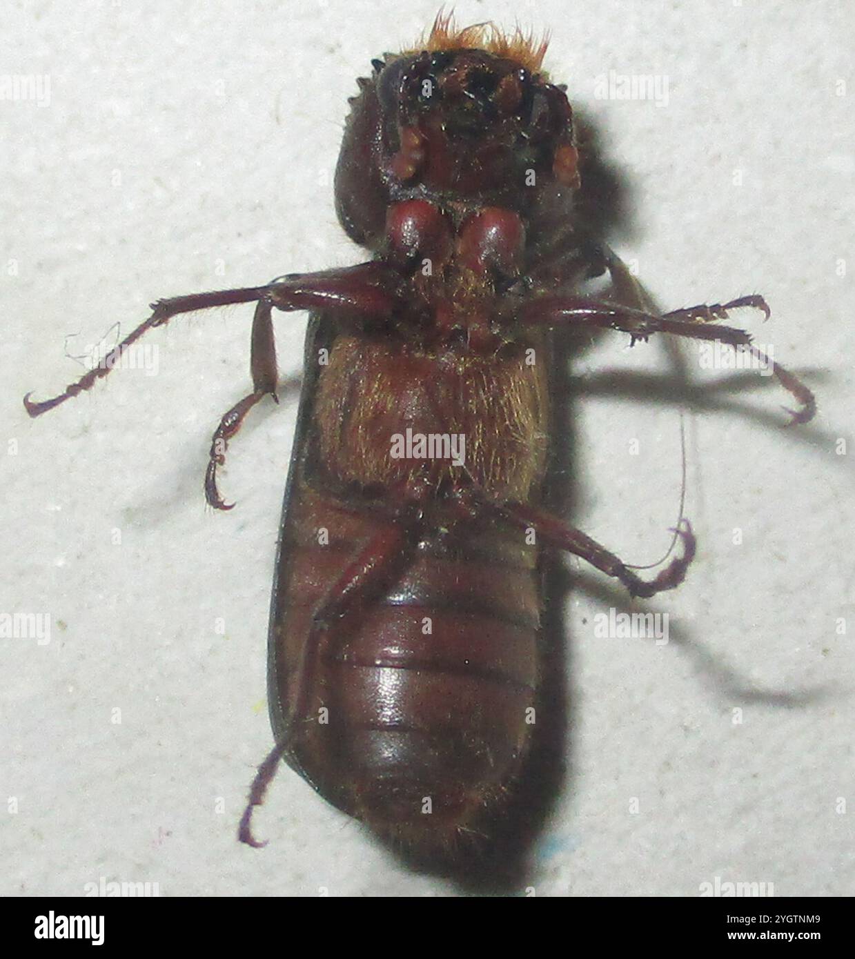 Auger Beetles (Bostrichidae Stock Photo - Alamy