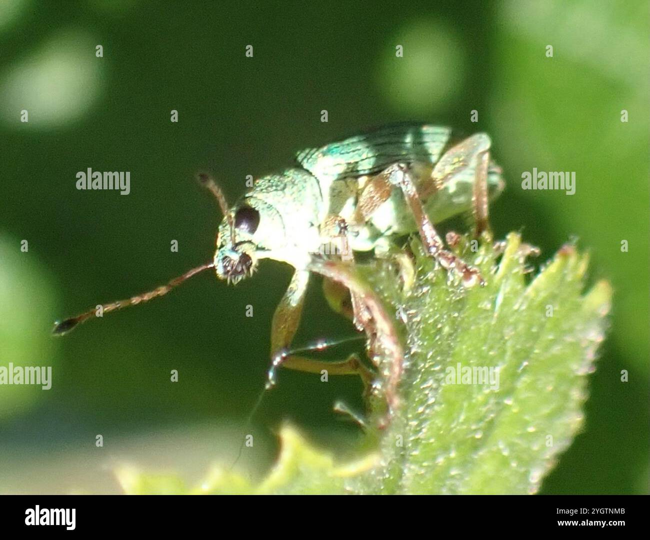 Green Immigrant Leaf Weevil (Polydrusus formosus Stock Photo - Alamy