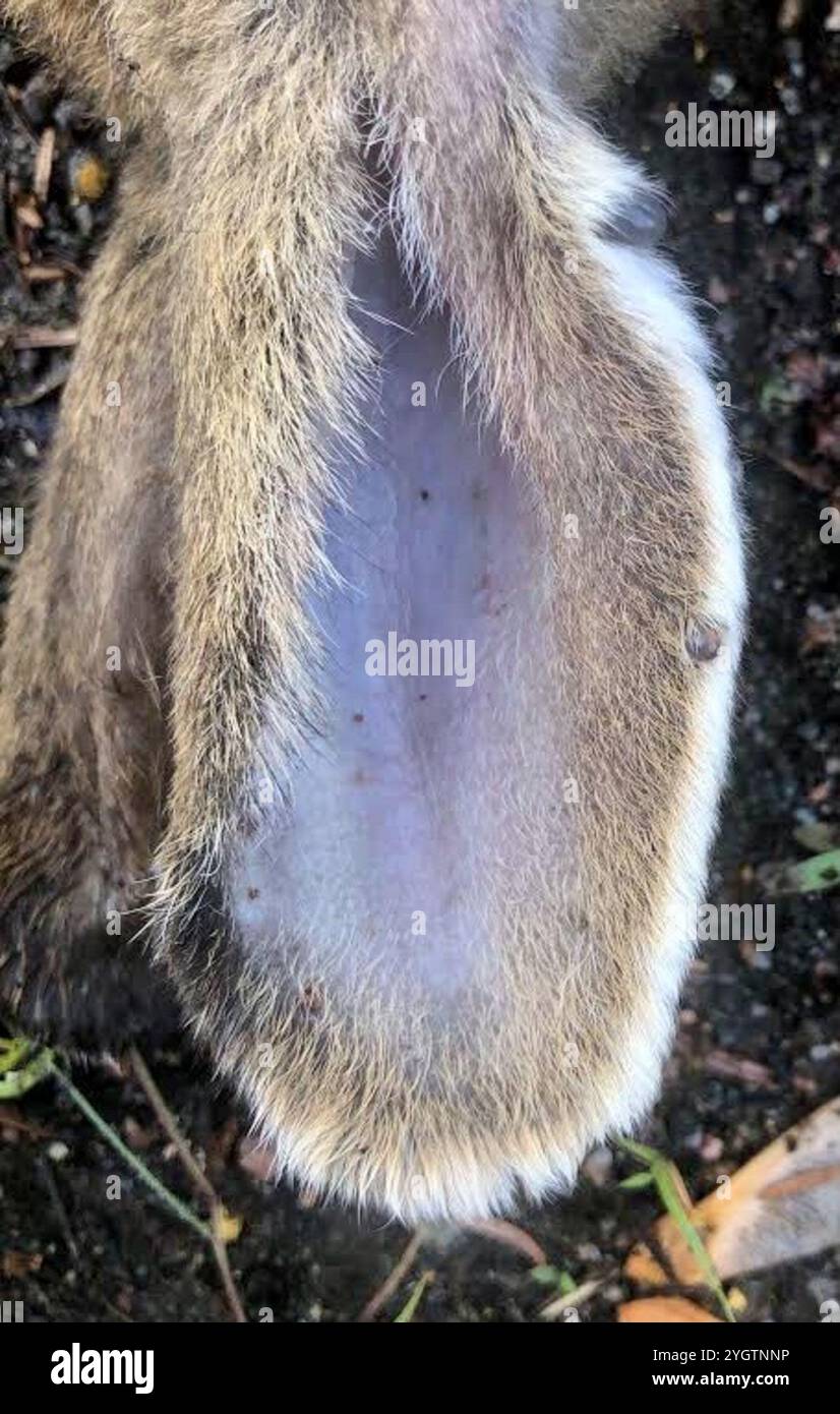 Rabbit Tick (Haemaphysalis leporispalustris Stock Photo - Alamy