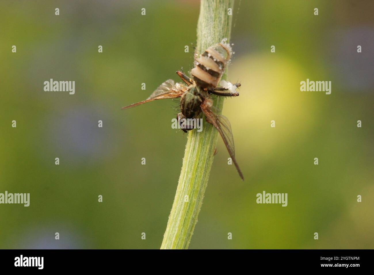 Fly Death Fungi (Entomophthora muscae Stock Photo - Alamy