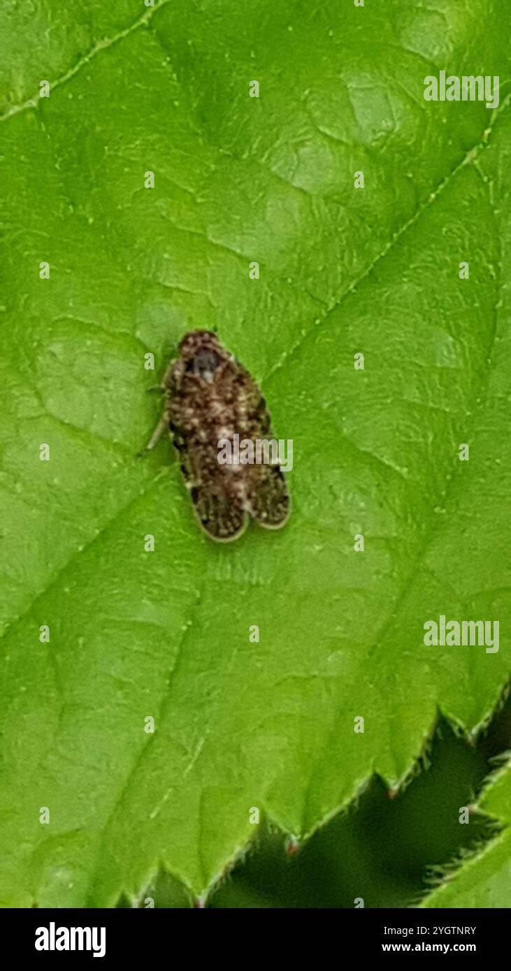 Cixiid planthoppers (Cixiidae Stock Photo - Alamy