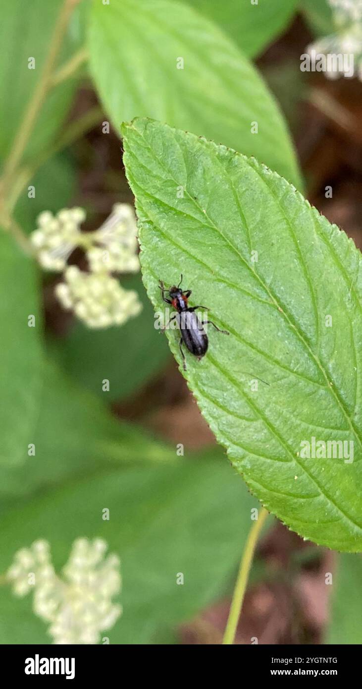 Checkered Beetles (Cleridae Stock Photo - Alamy