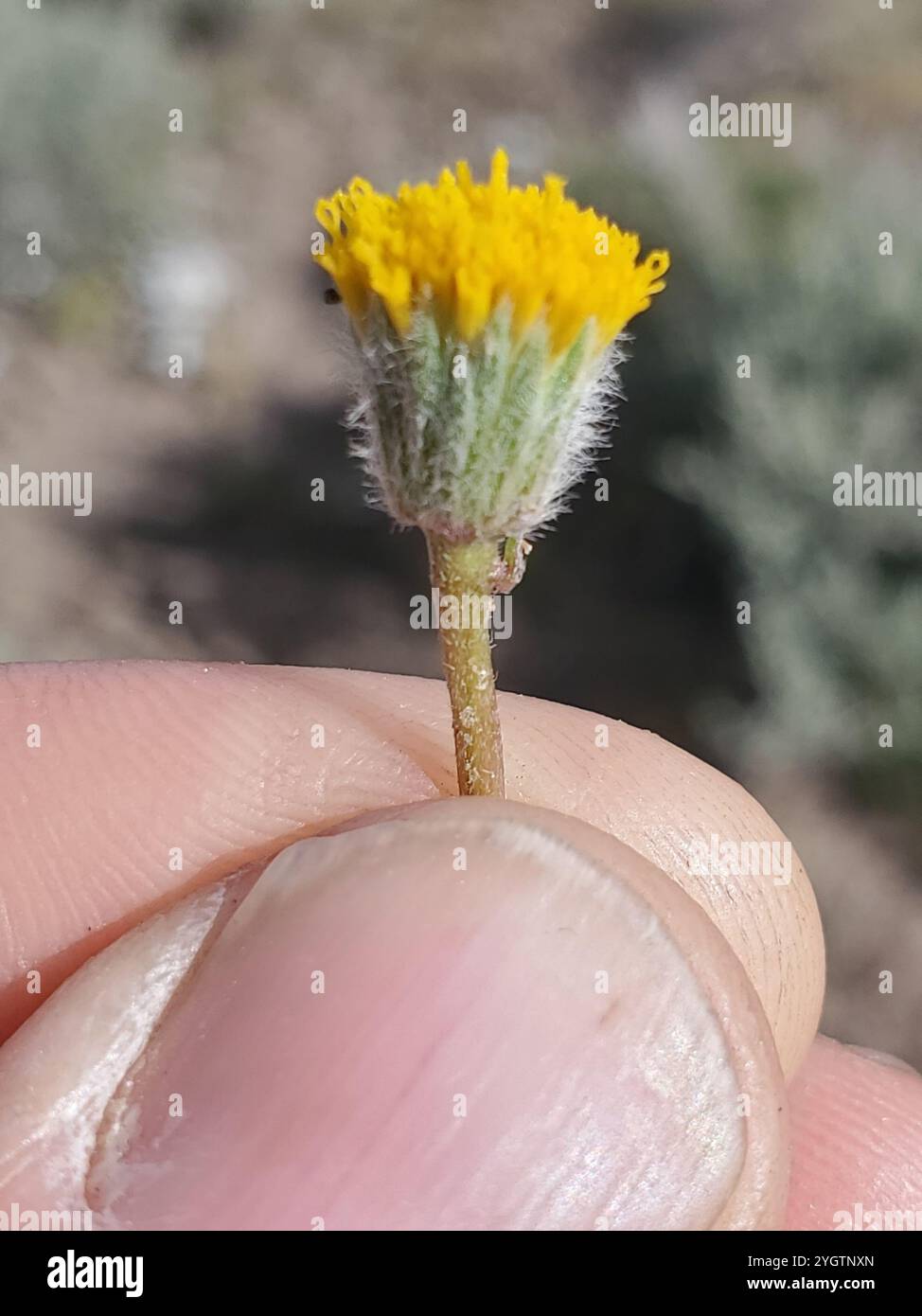 rayless shaggy fleabane (Erigeron aphanactis Stock Photo - Alamy