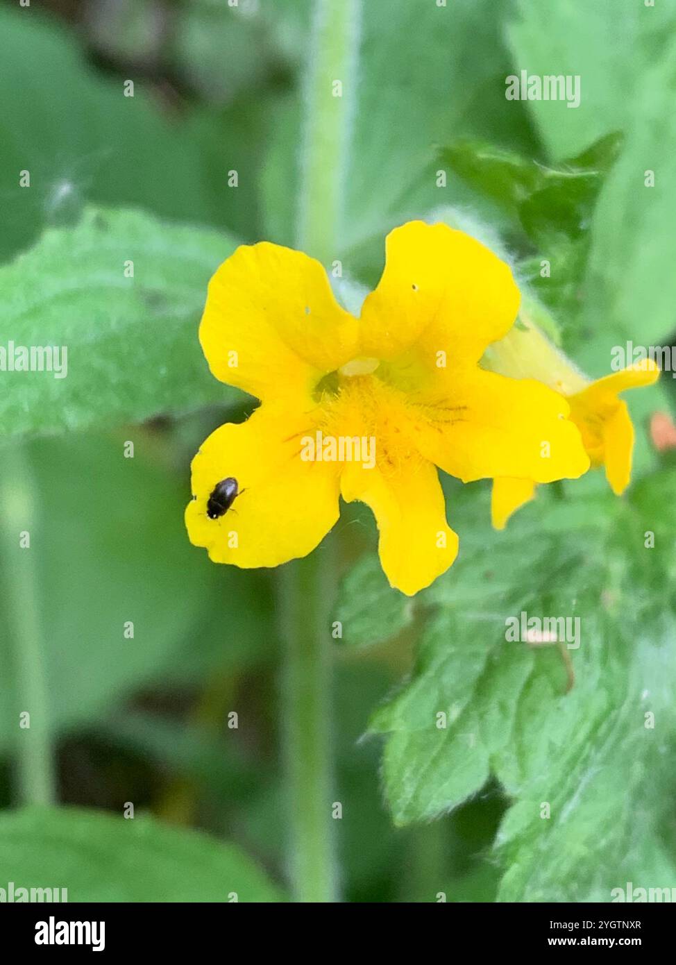 wing-leaf monkeyflower (Erythranthe ptilota Stock Photo - Alamy