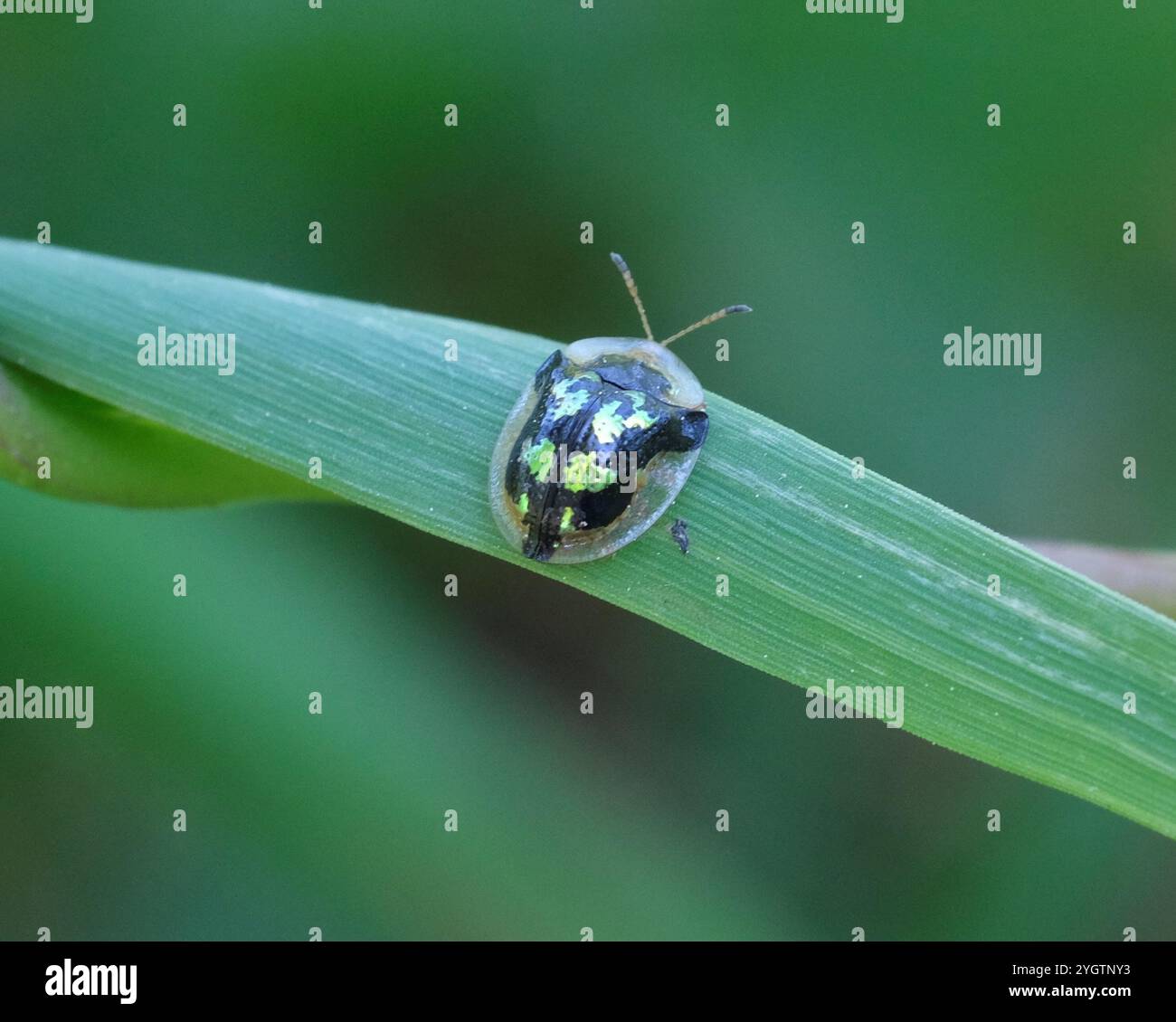 Mottled Tortoise Beetle (Deloyala guttata Stock Photo - Alamy