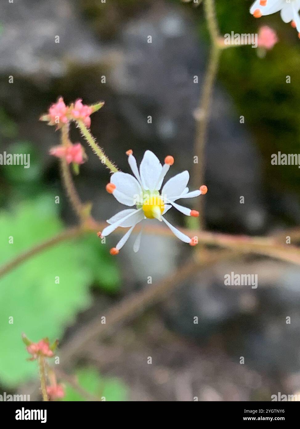 wood saxifrage (Saxifraga mertensiana Stock Photo - Alamy
