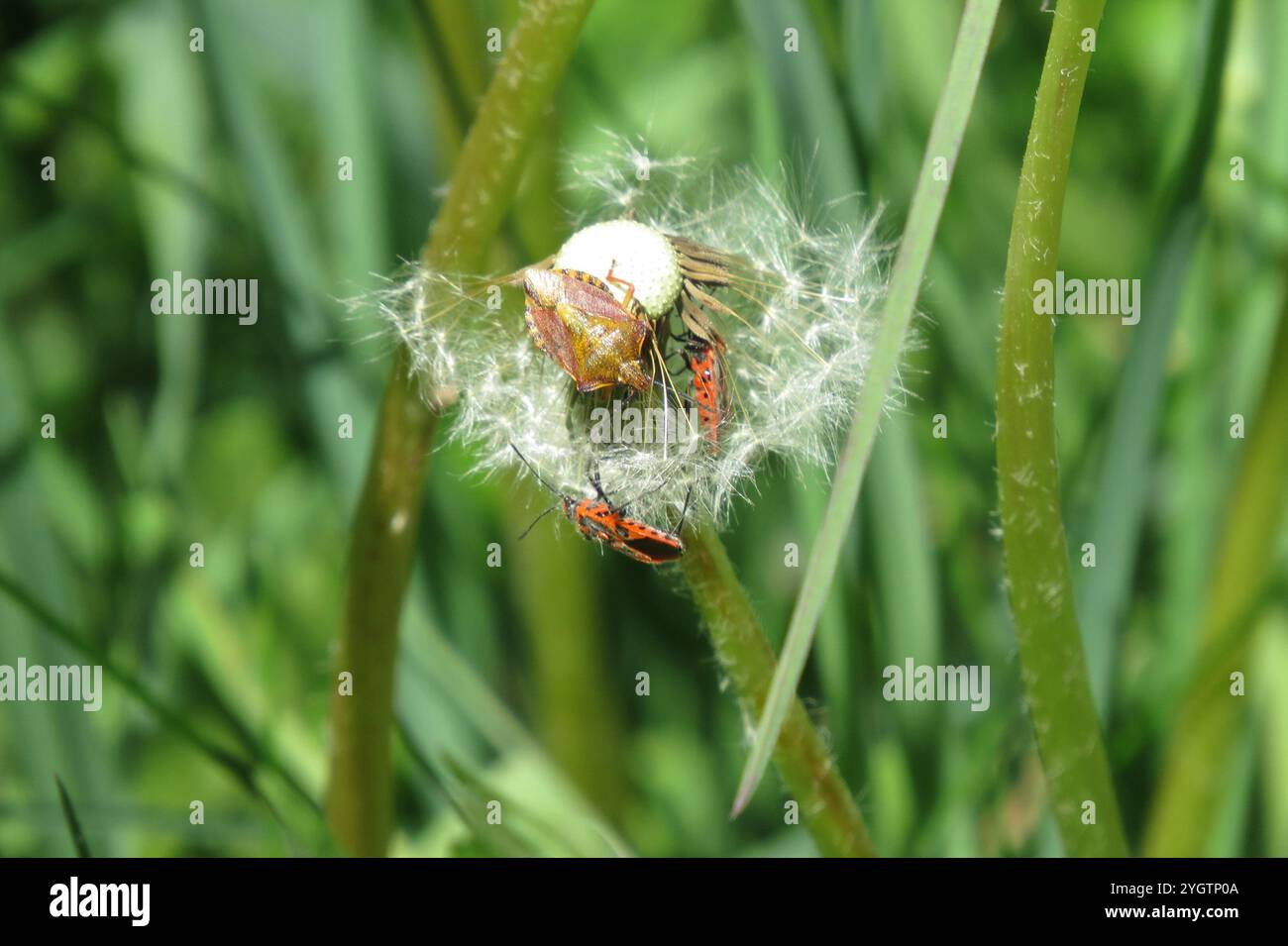 Black-shouldered Shieldbug (Carpocoris purpureipennis Stock Photo - Alamy