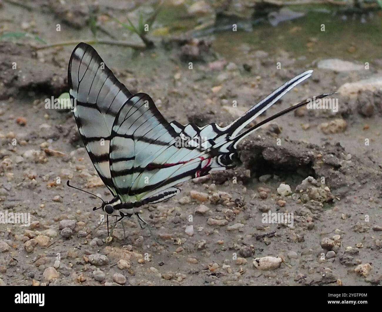 Mexican Kite Swallowtail (Protographium epidaus Stock Photo - Alamy