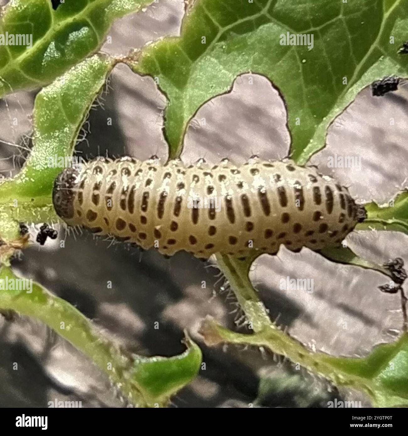 Viburnum Leaf Beetle (Pyrrhalta viburni Stock Photo - Alamy