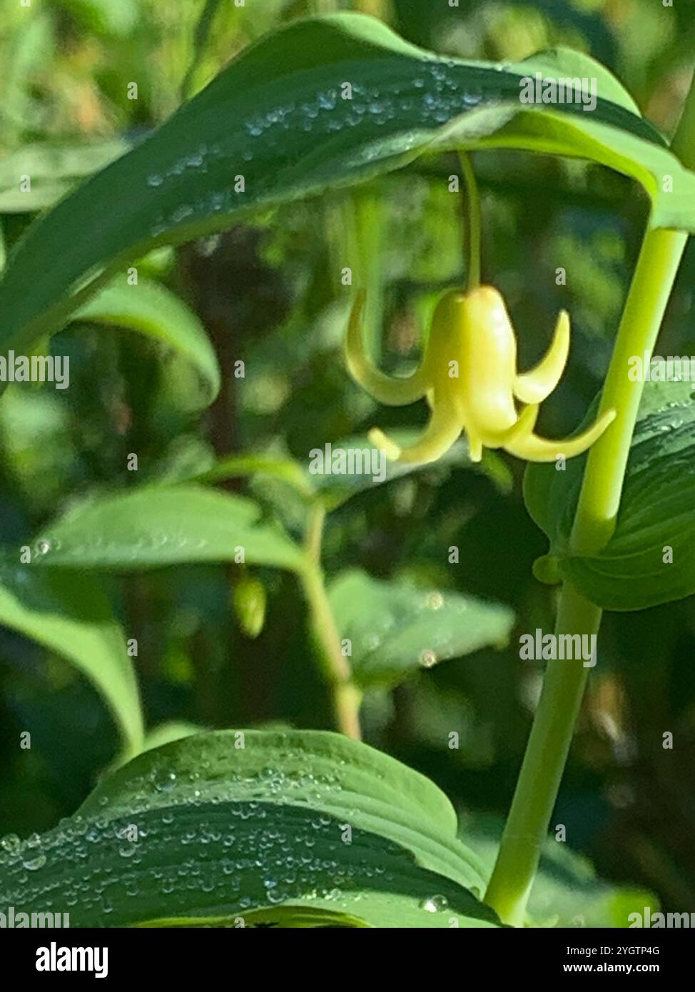 white twisted-stalk (Streptopus amplexifolius Stock Photo - Alamy