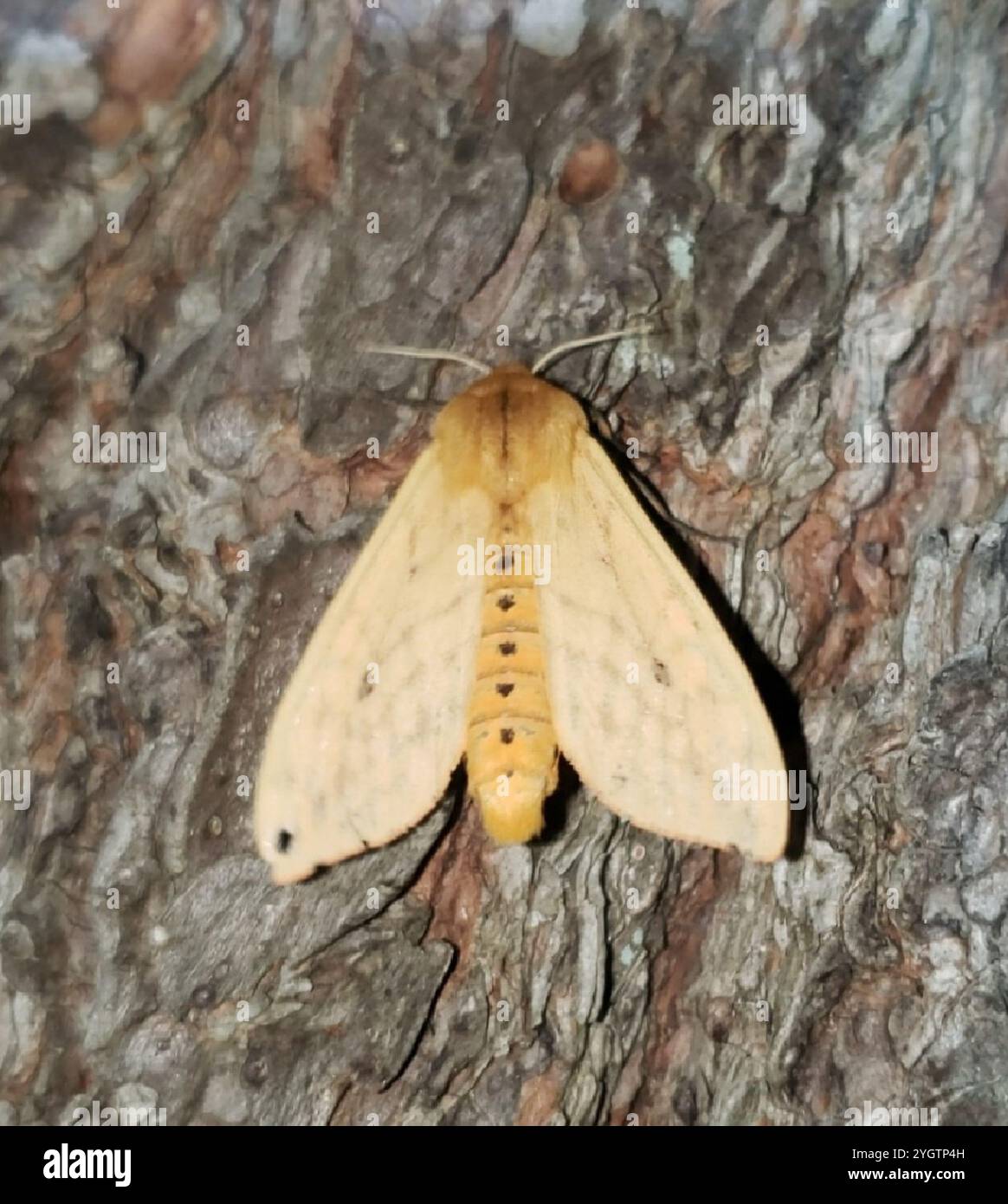 Isabella Tiger Moth (Pyrrharctia isabella Stock Photo - Alamy