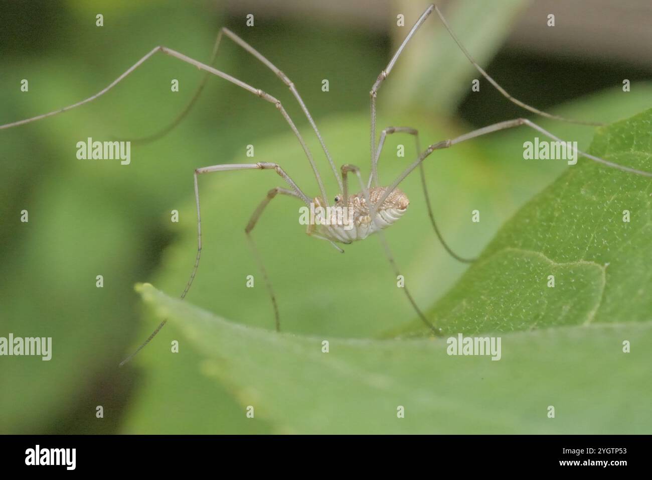 European Harvestman (Phalangium opilio Stock Photo - Alamy