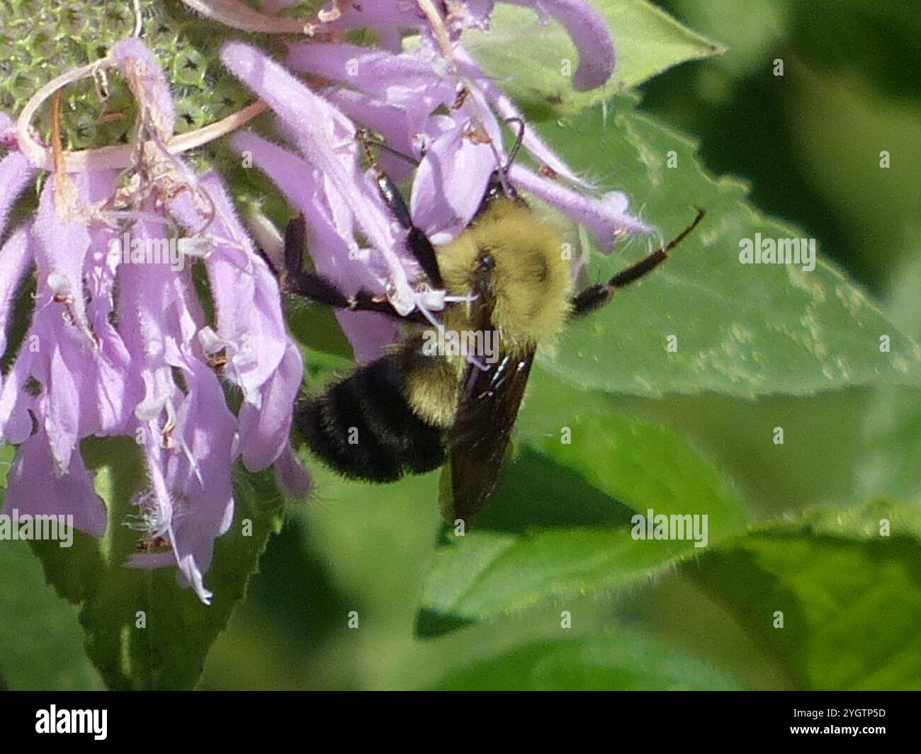 Two-spotted Bumble Bee (Bombus bimaculatus Stock Photo - Alamy