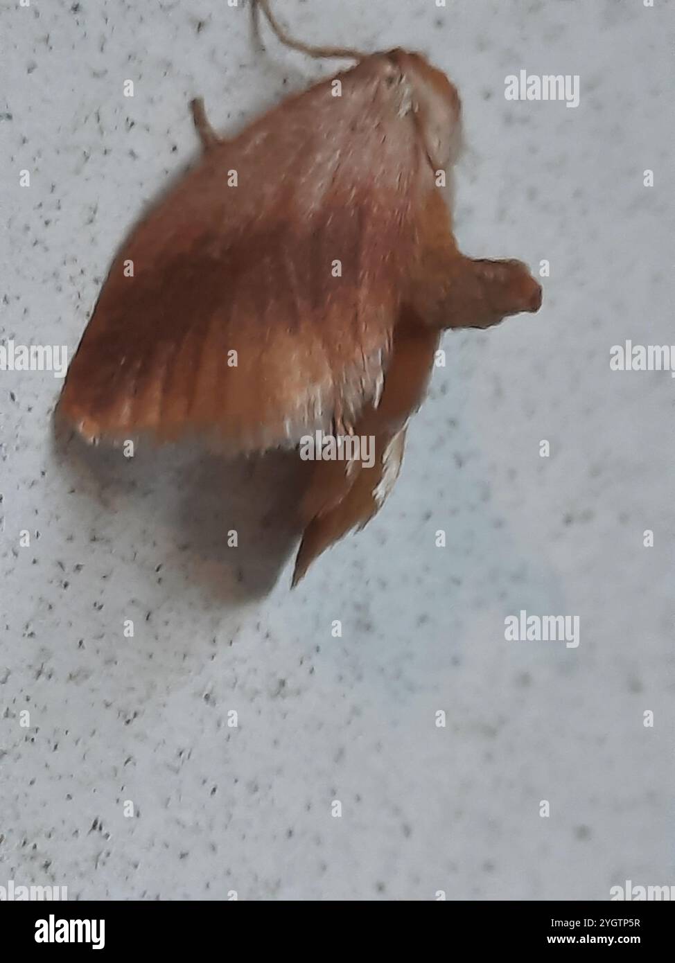 Early Button Slug Moth (Tortricidia testacea Stock Photo - Alamy