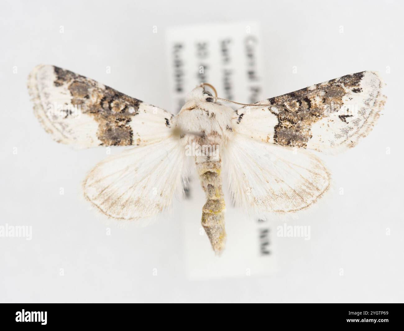 Owlet Moths and Allies (Noctuoidea Stock Photo - Alamy