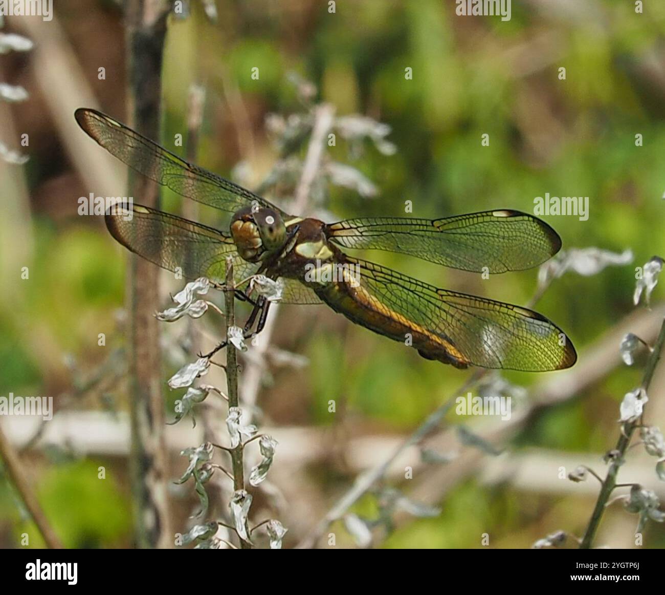Spangled Skimmer (Libellula cyanea Stock Photo - Alamy