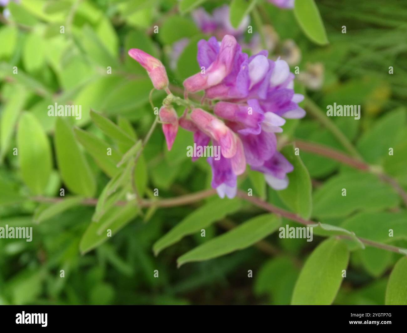veiny pea (Lathyrus venosus Stock Photo - Alamy