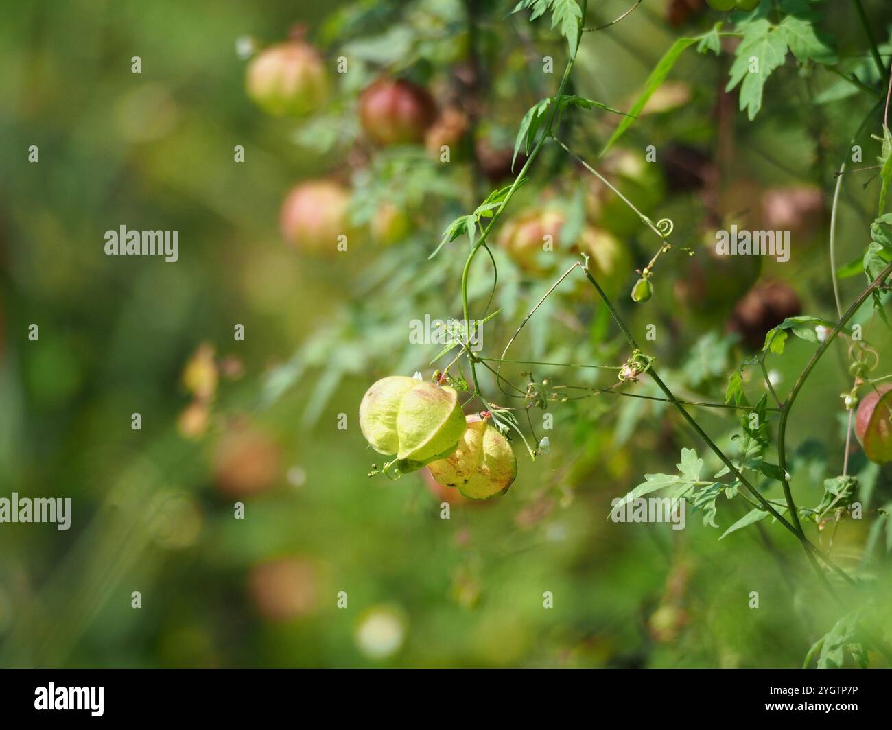 Lesser Balloon Vine (Cardiospermum halicacabum Stock Photo - Alamy