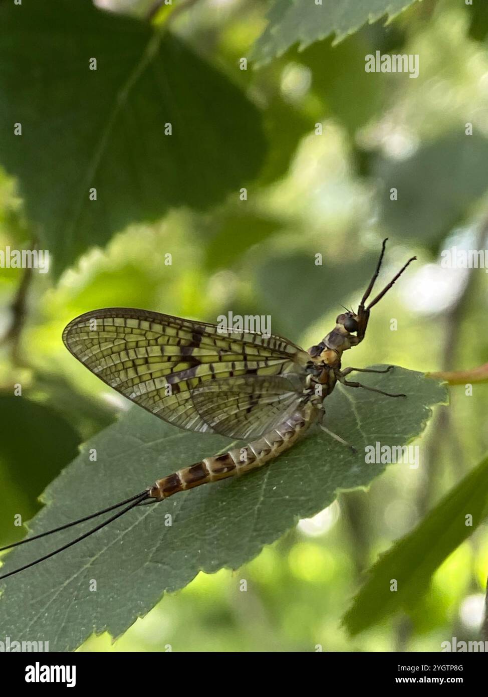 European Green Drake (Ephemera danica Stock Photo - Alamy