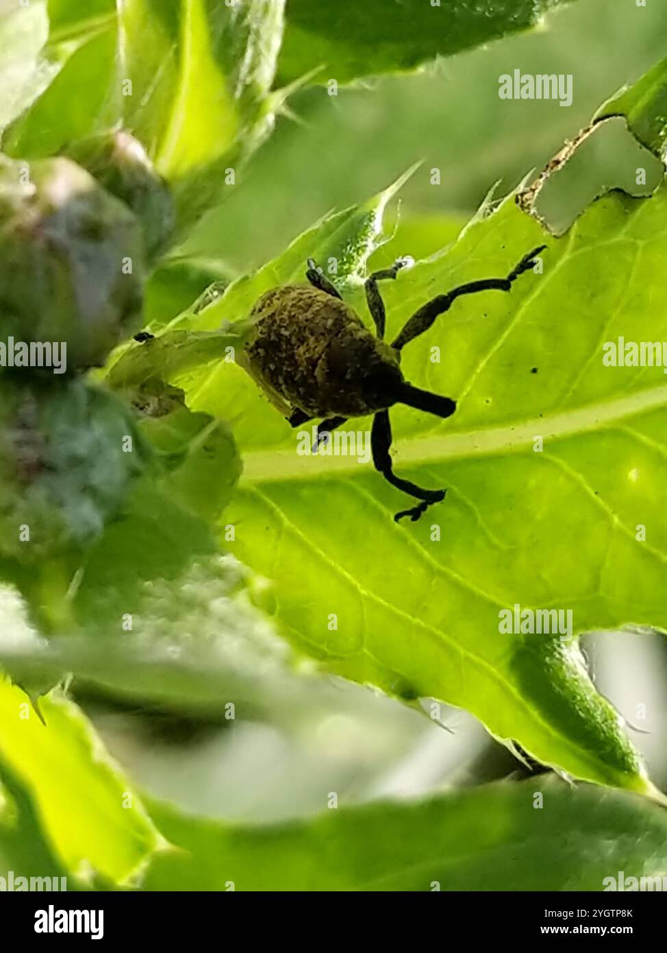 Canada Thistle Bud Weevil (Larinus carlinae Stock Photo - Alamy