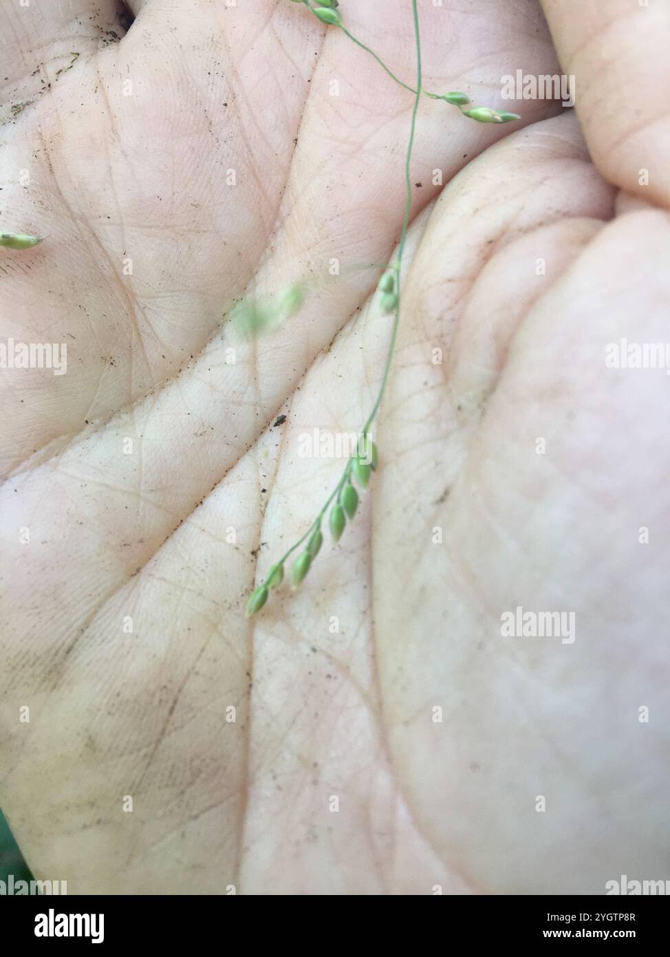 Wood Millet (Milium effusum Stock Photo - Alamy