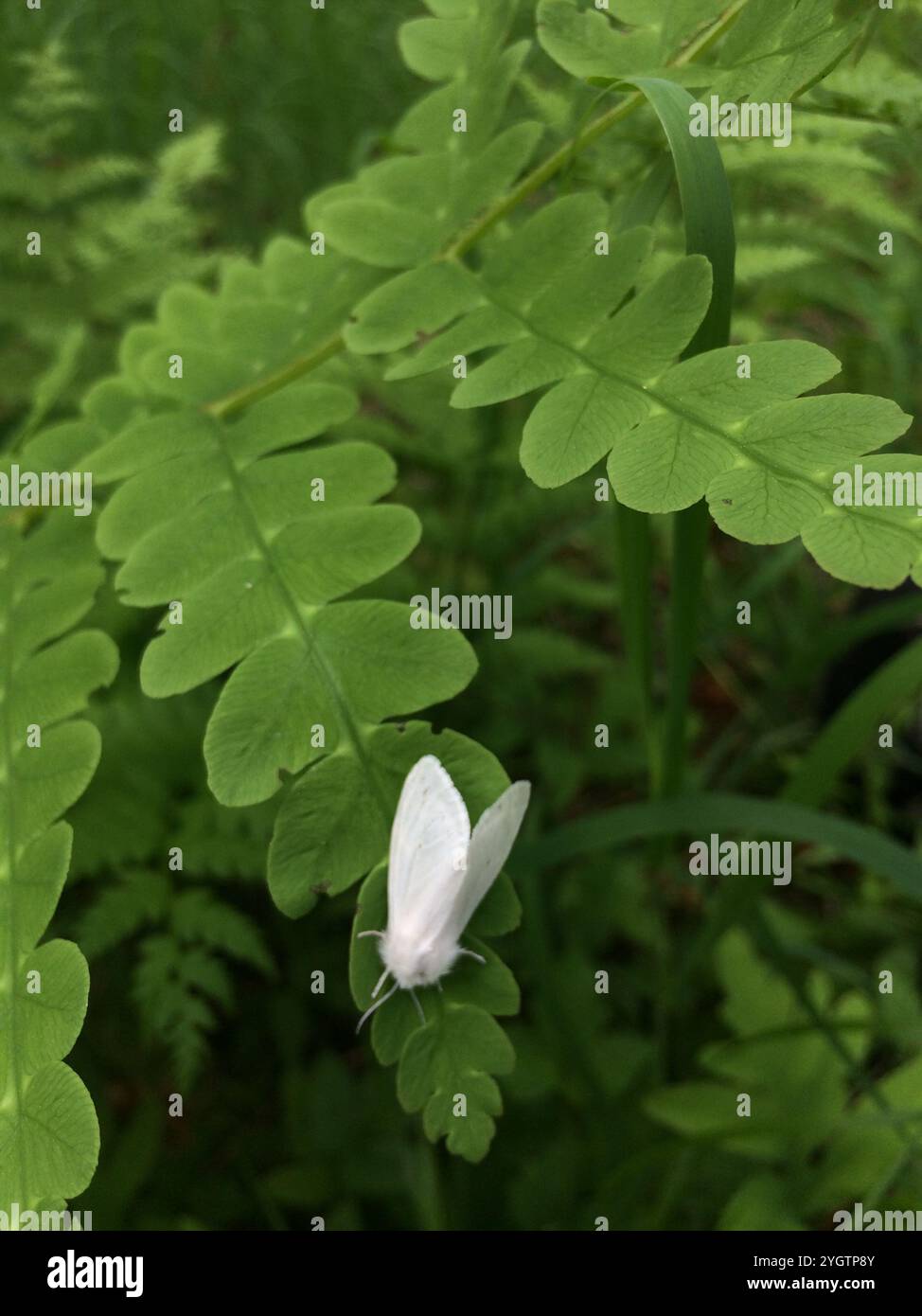 Underwing, Tiger, Tussock, and Allied Moths (Erebidae Stock Photo - Alamy