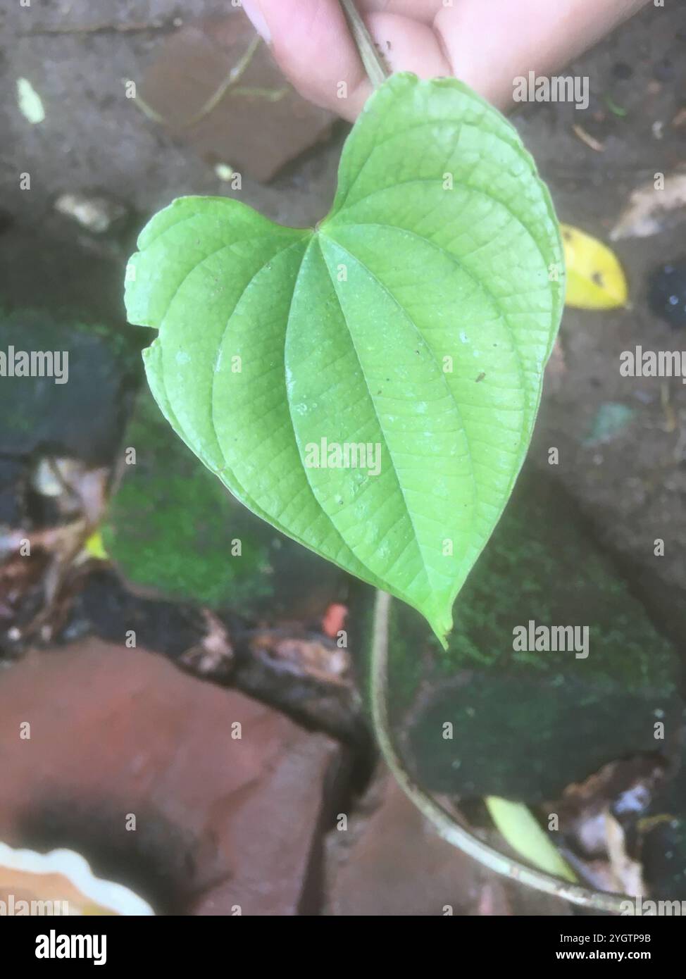 air potato (Dioscorea bulbifera Stock Photo - Alamy