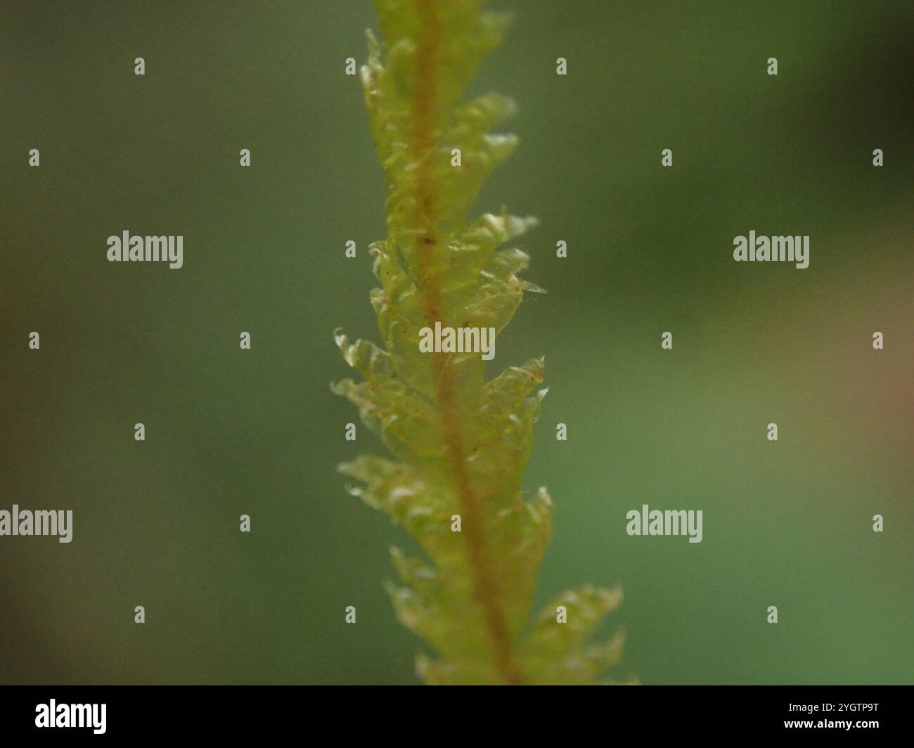 Douglas' Neckera Moss (Neckera douglasii Stock Photo - Alamy