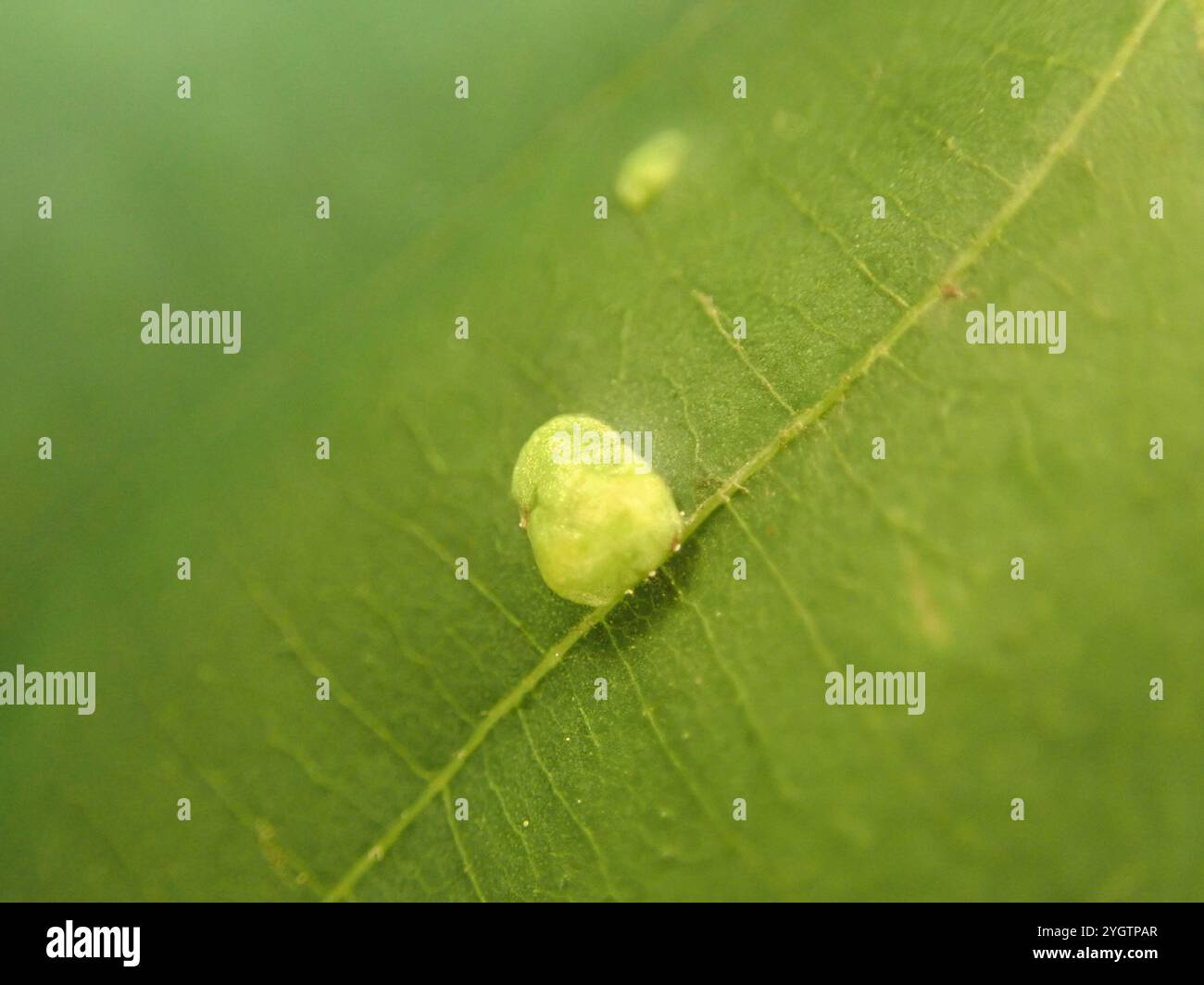 Gall and Rust Mites (Eriophyidae Stock Photo - Alamy