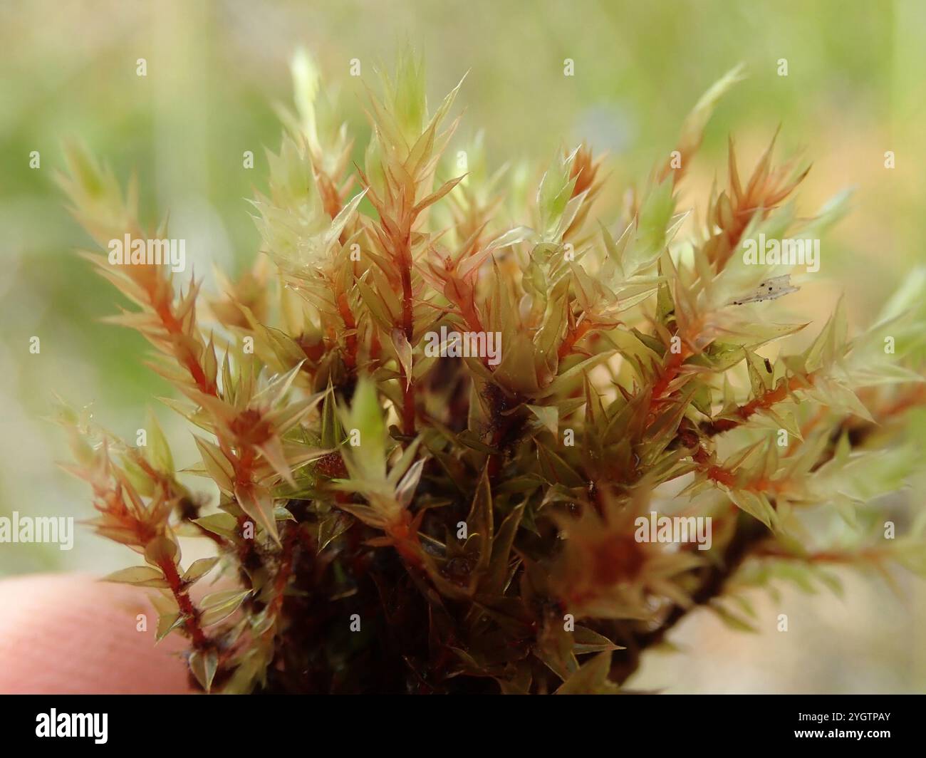 Long-leaved Thread Moss (Ptychostomum pseudotriquetrum Stock Photo - Alamy
