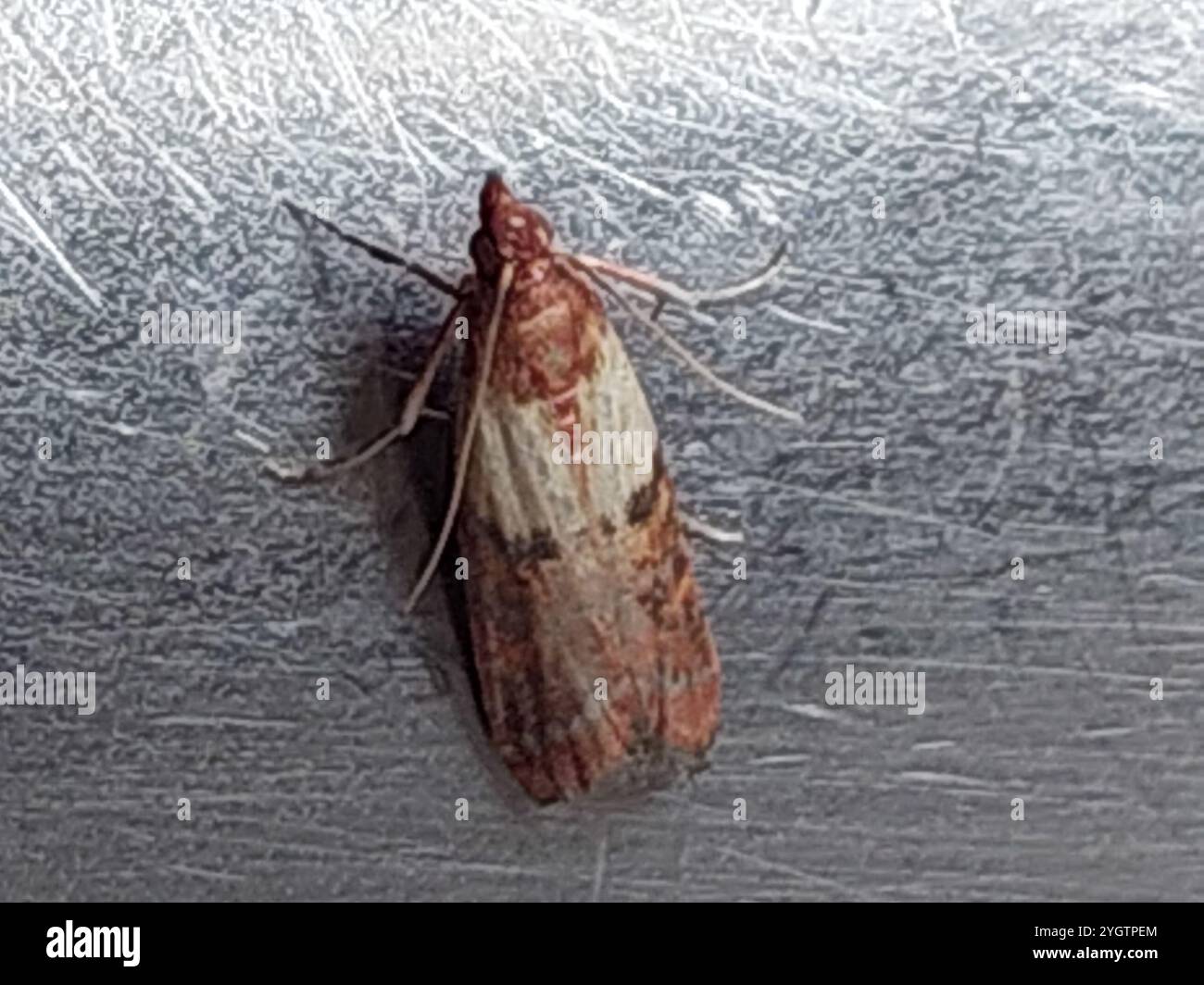 Indian-Meal Moth (Plodia interpunctella Stock Photo - Alamy