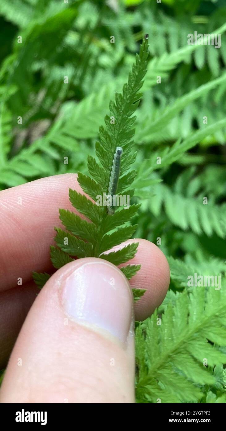 Sawflies, Horntails, and Wood Wasps (Symphyta Stock Photo - Alamy