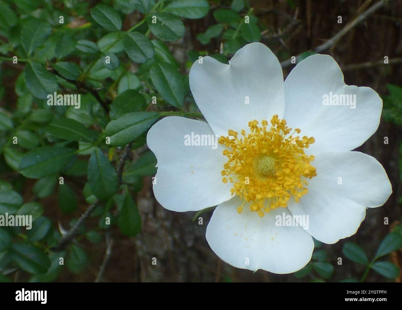 Rosa bracteata hi-res stock photography and images - Alamy