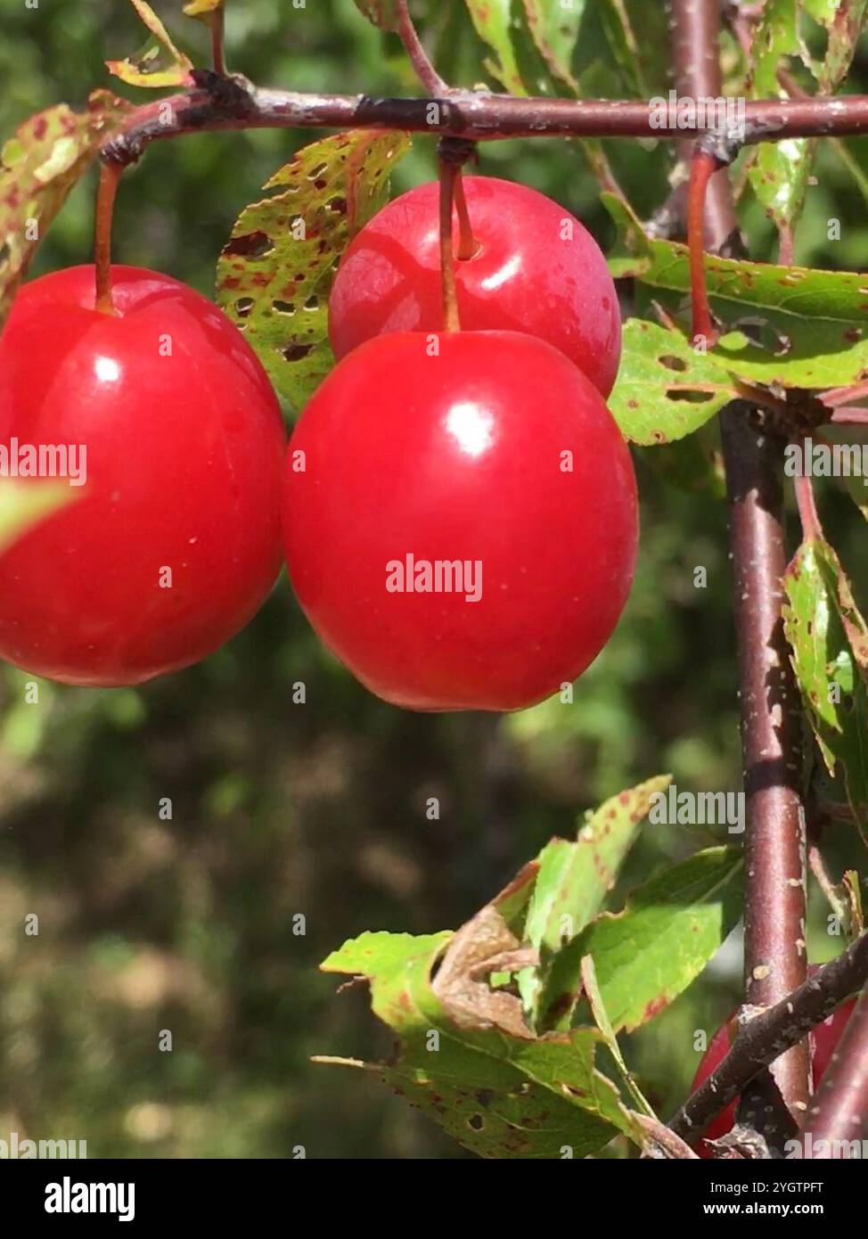 Chickasaw plum (Prunus angustifolia Stock Photo - Alamy