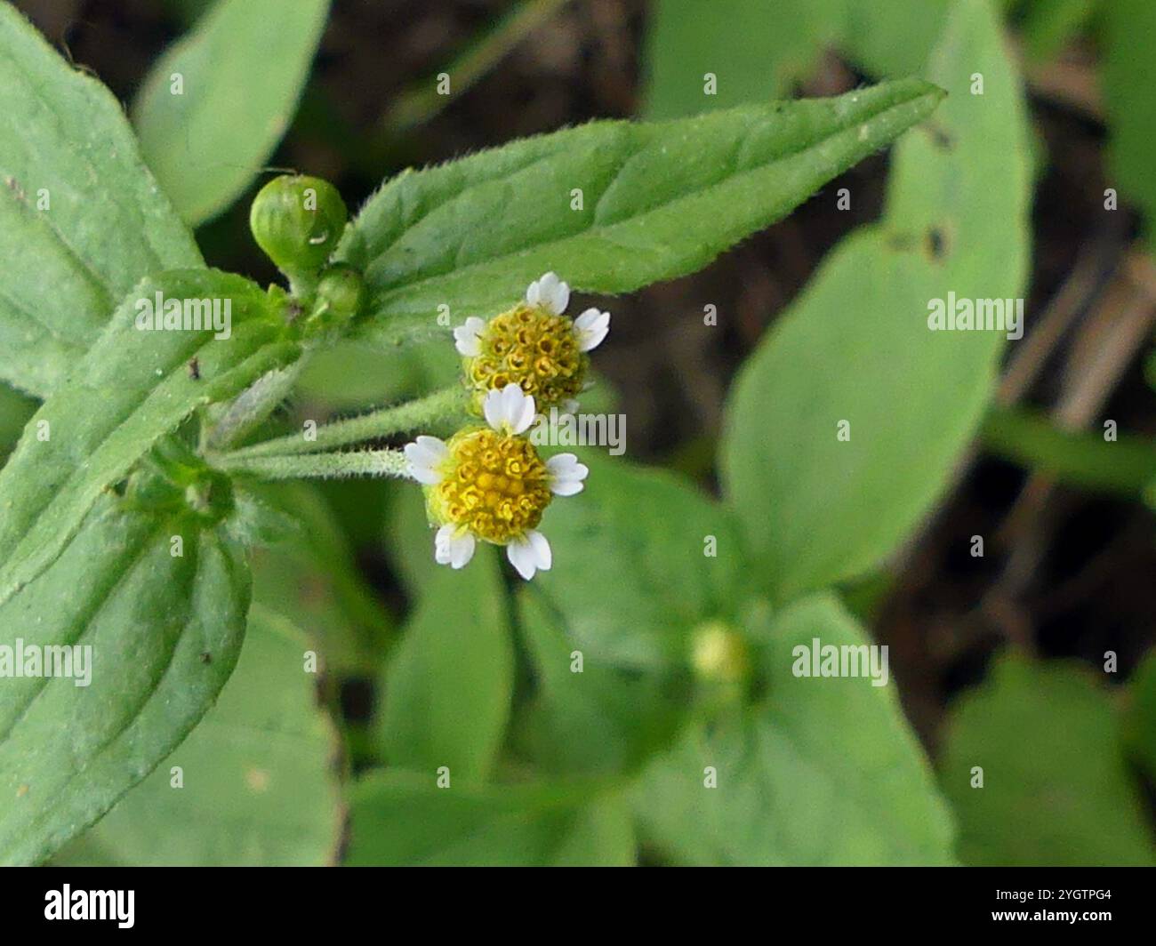 Gallant Soldier (Galinsoga parviflora Stock Photo - Alamy