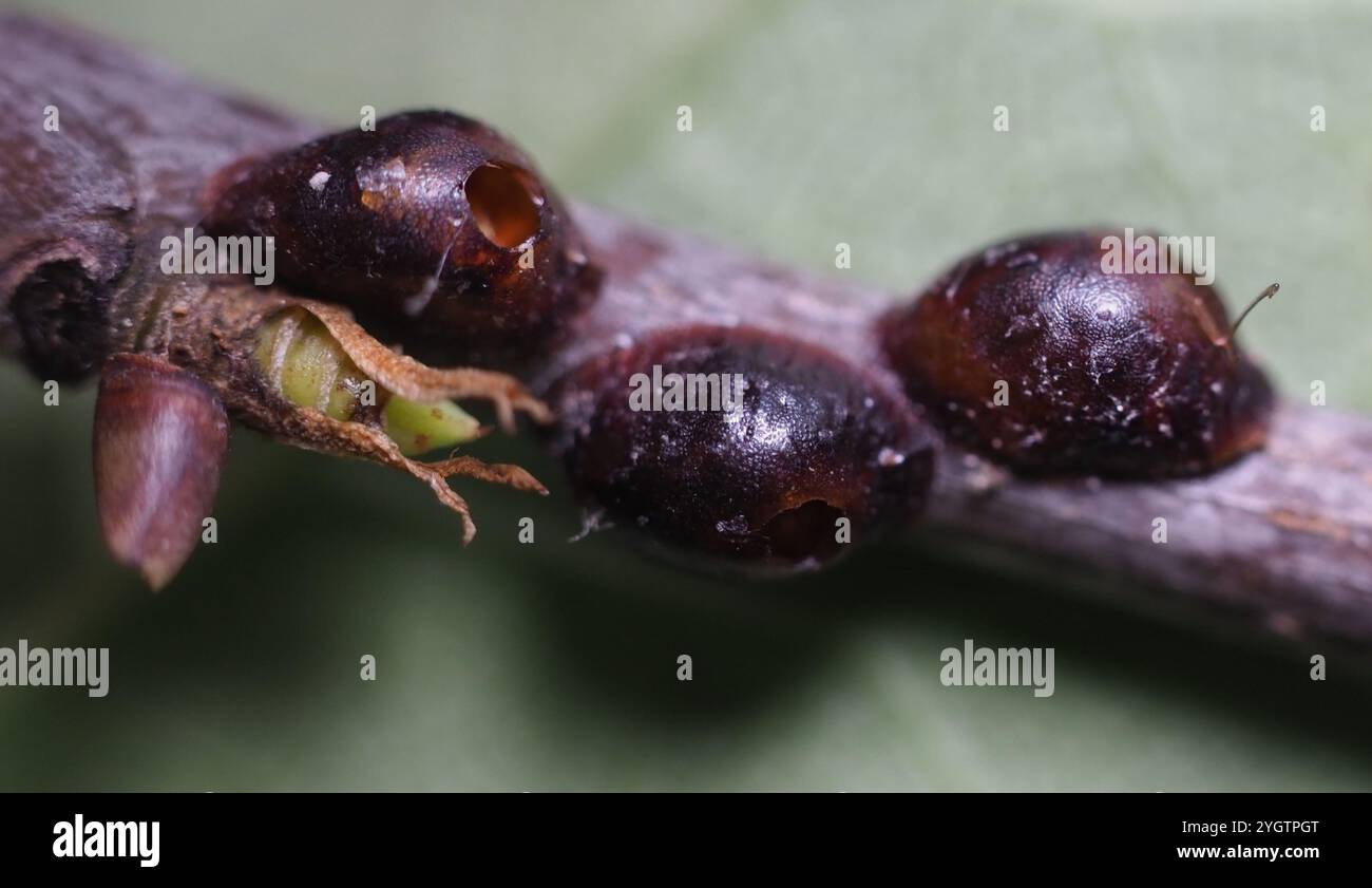 European Fruit Scale (Parthenolecanium corni Stock Photo - Alamy