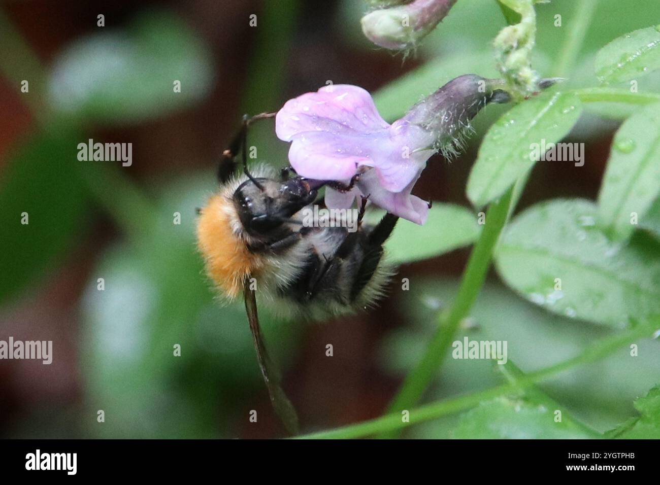 Common Carder Bumble Bee (Bombus pascuorum Stock Photo - Alamy
