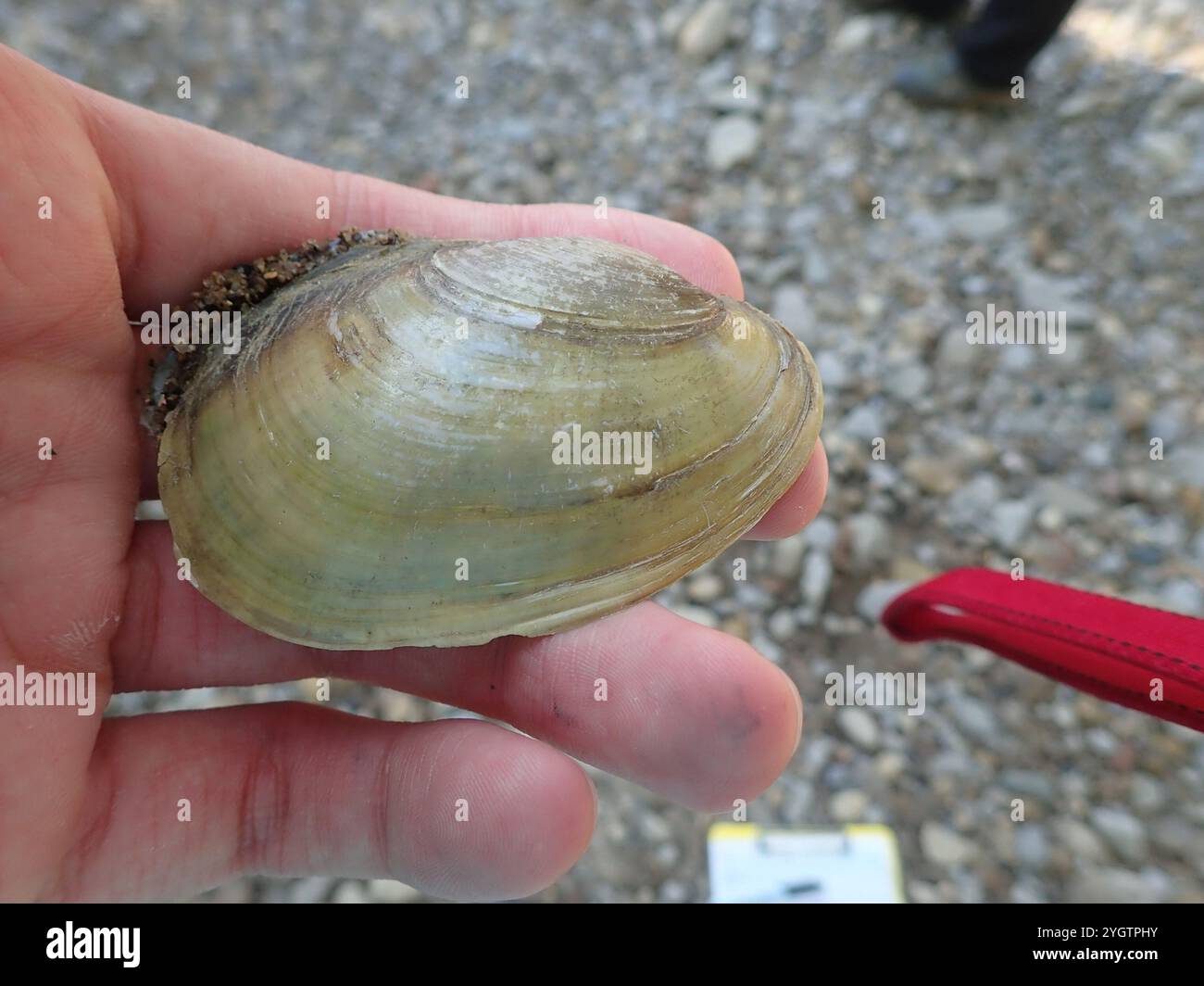 Fragile Papershell (Potamilus fragilis Stock Photo - Alamy