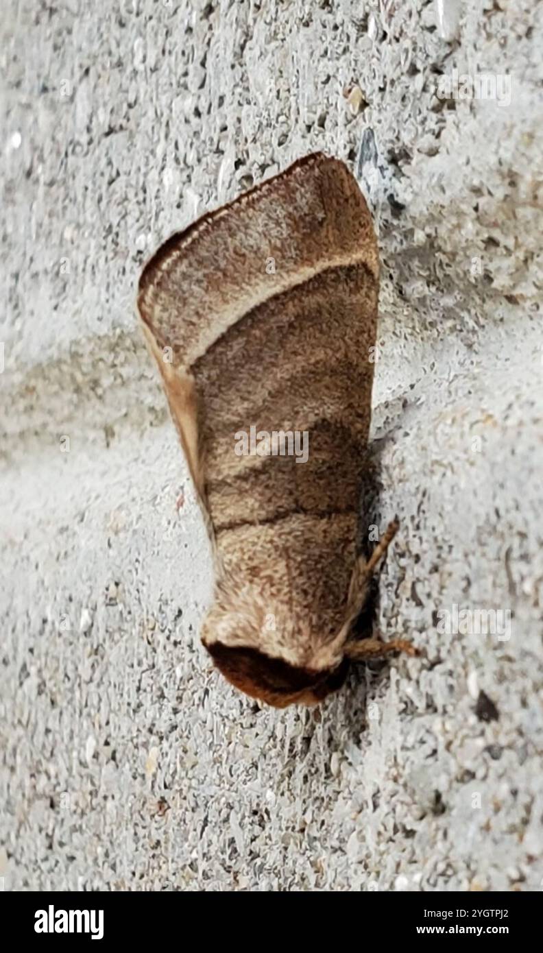 Walnut Caterpillar Moth (Datana integerrima Stock Photo - Alamy