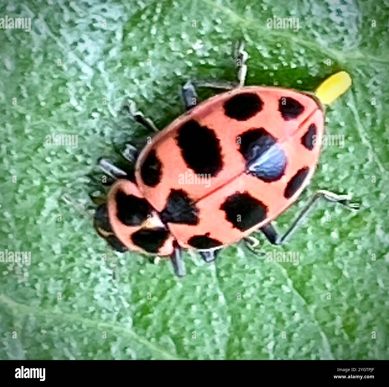 Spotted Pink Lady Beetle (Coleomegilla maculata Stock Photo - Alamy