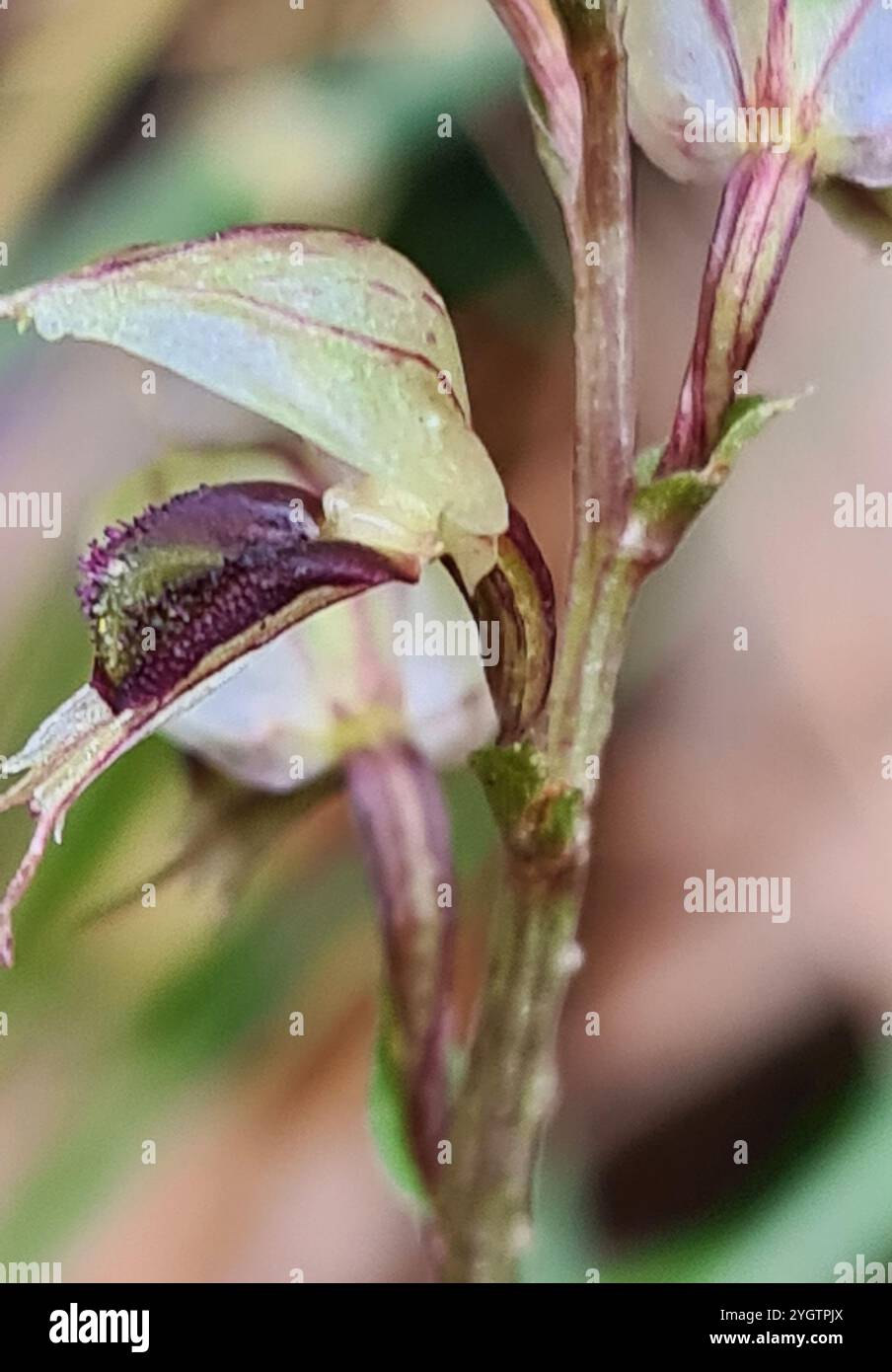Pixie caps hi-res stock photography and images - Alamy