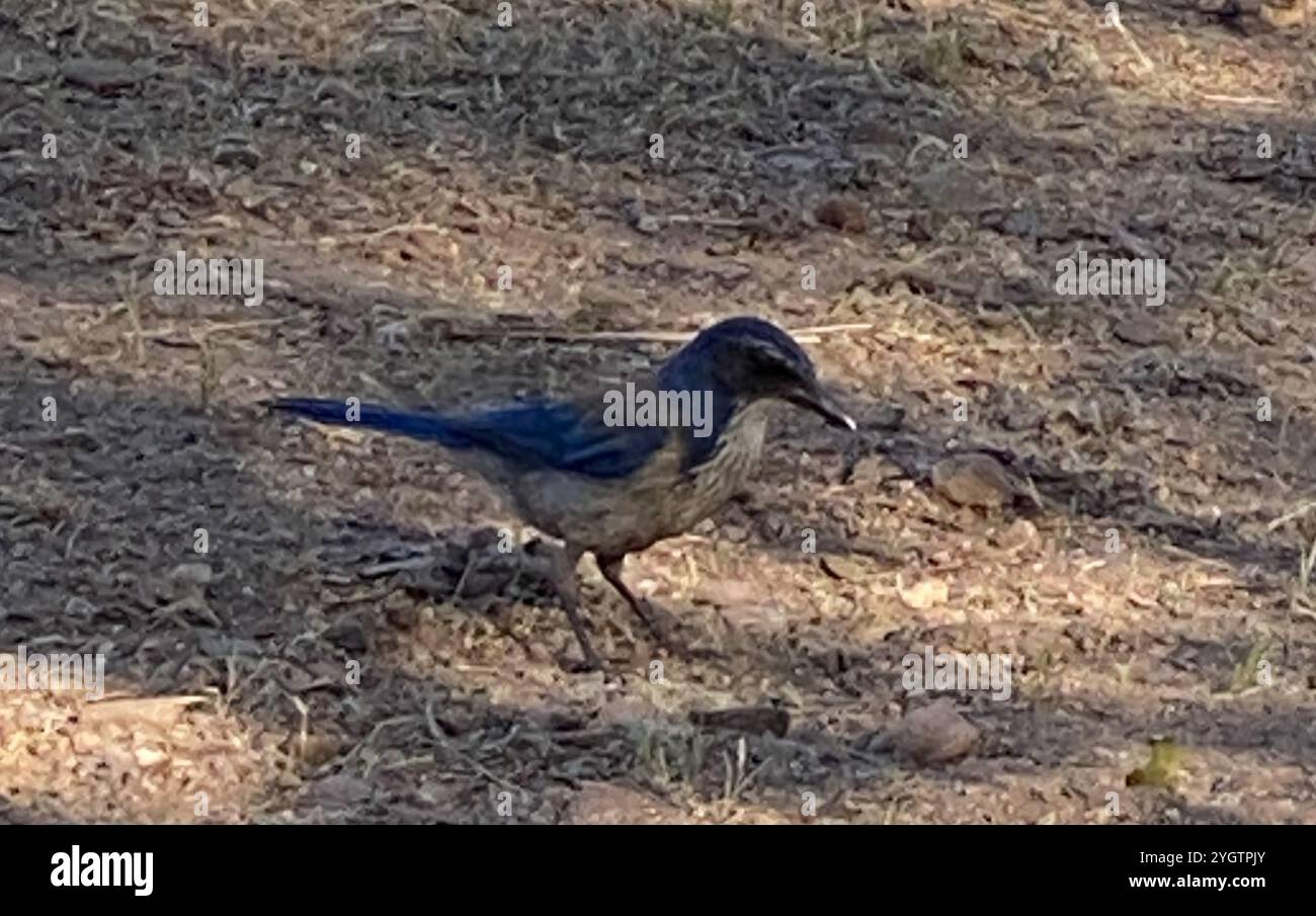 California Scrub-Jay (Aphelocoma californica Stock Photo - Alamy
