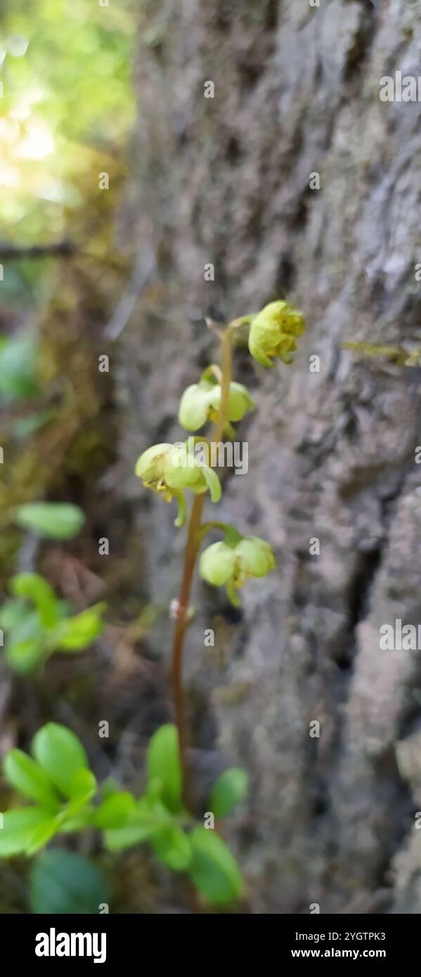 green-flowered wintergreen (Pyrola chlorantha Stock Photo - Alamy