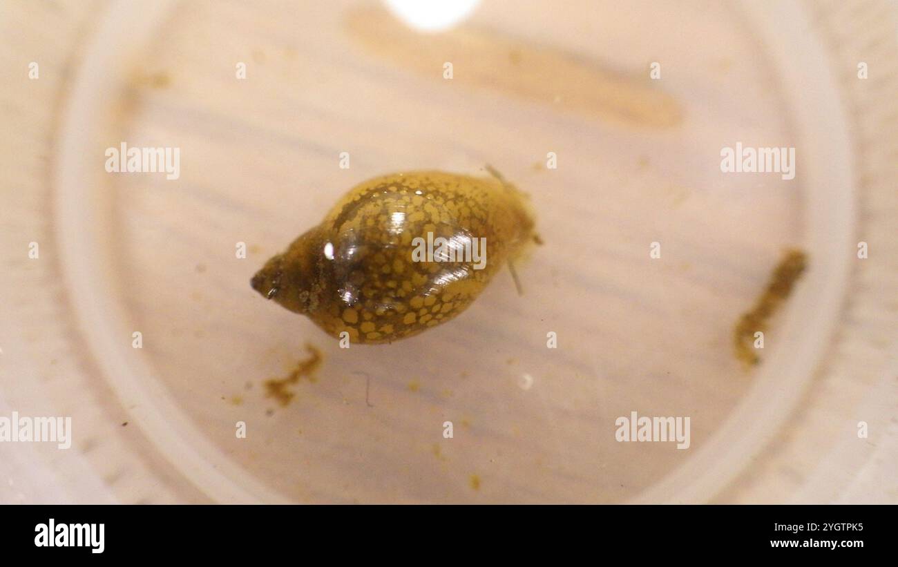 Bladder Snails (Physidae Stock Photo - Alamy