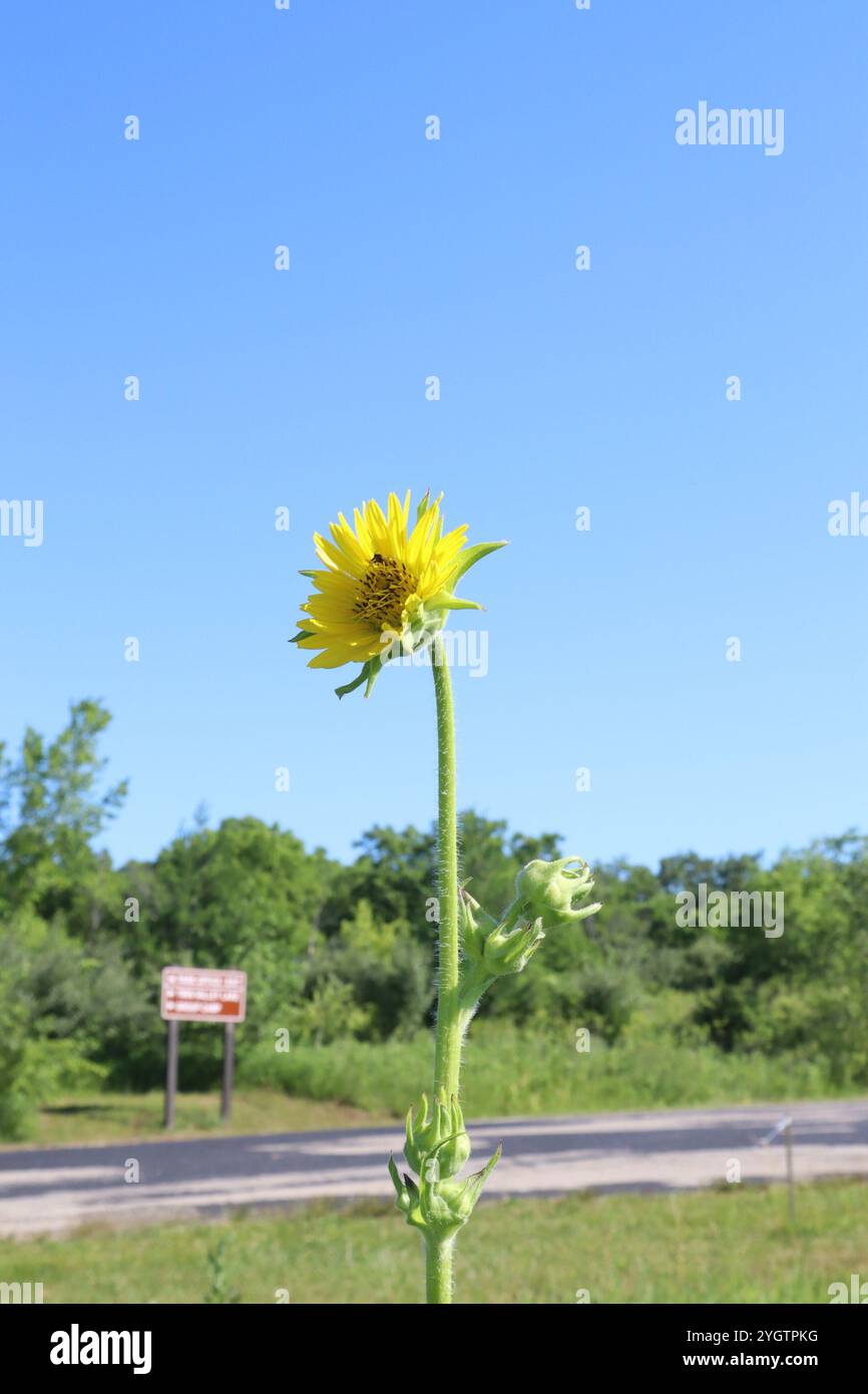 Compass plant silphium laciniatum hi-res stock photography and images ...