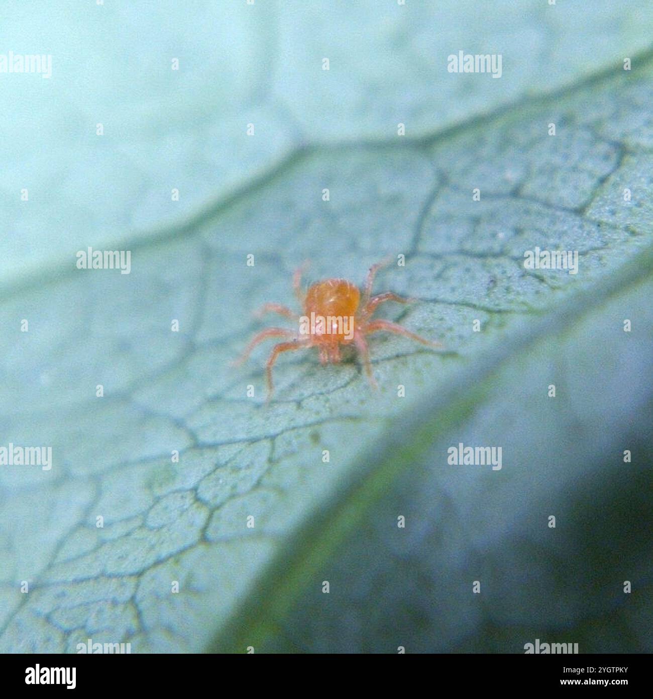 Whirligig Mites (Anystis Stock Photo - Alamy