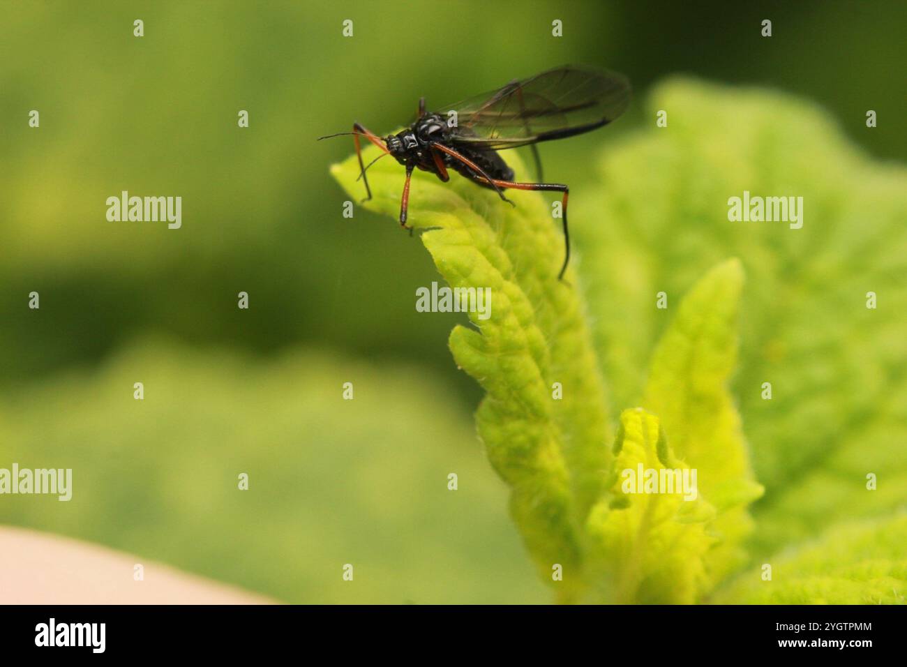 Cinara piceae hi-res stock photography and images - Alamy