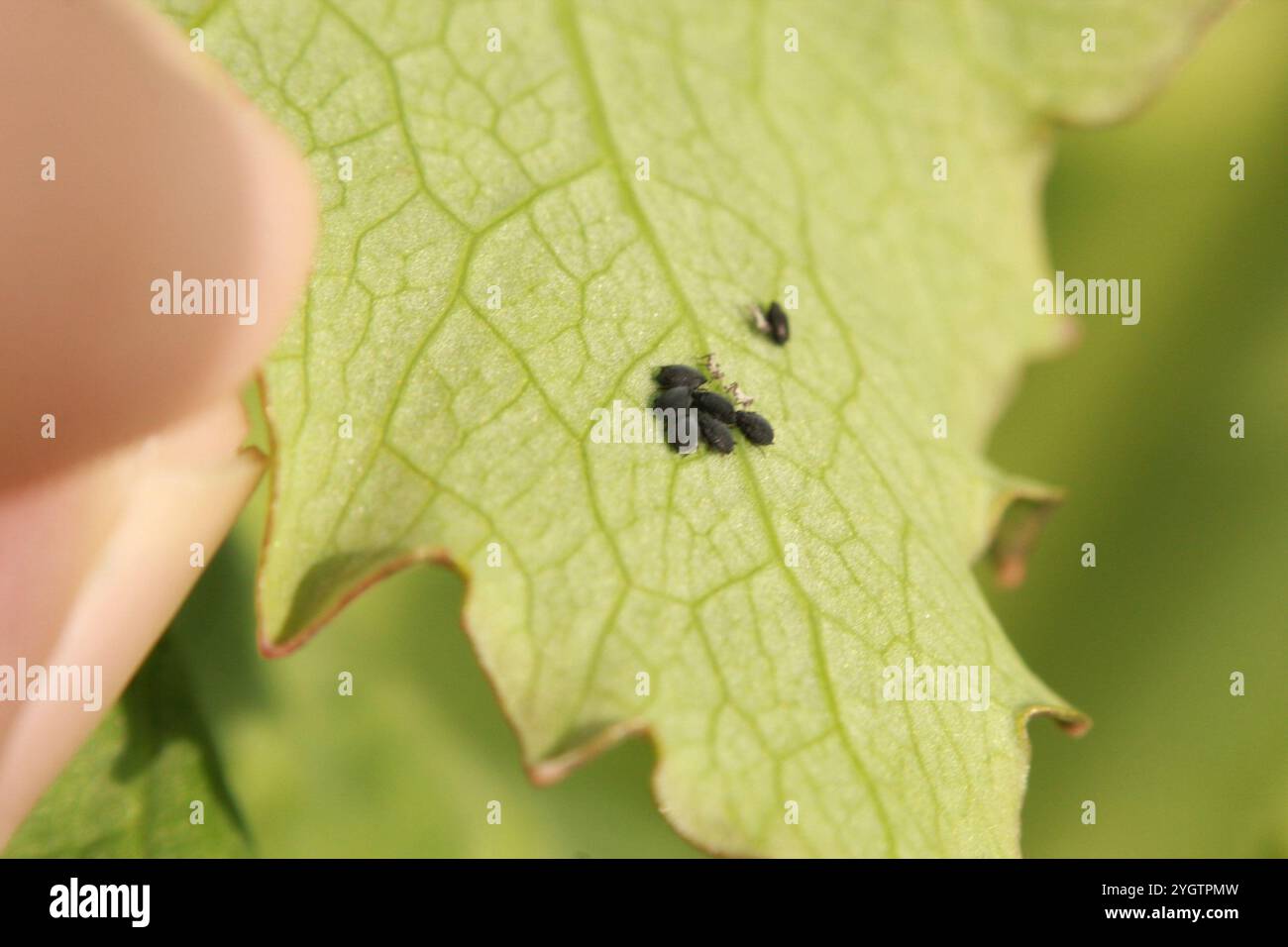 Black Bean Aphid (Aphis fabae Stock Photo - Alamy