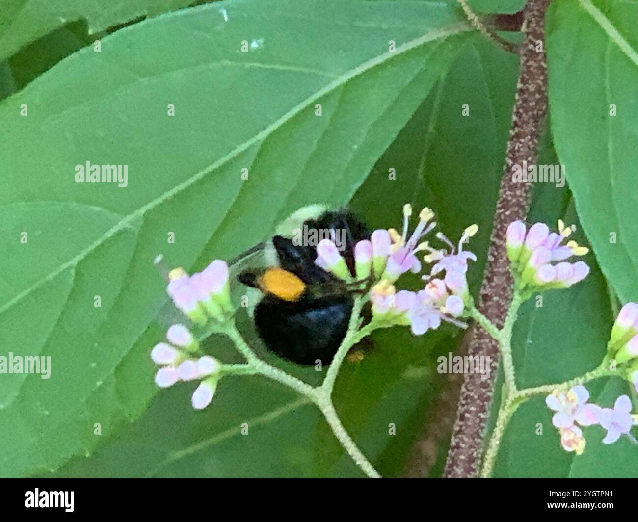 Common Eastern Bumble Bee (Bombus impatiens Stock Photo - Alamy